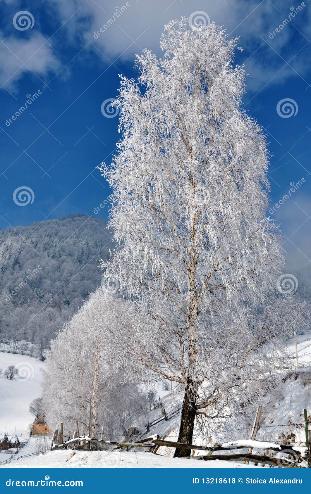 Ice Tree Winter Romania stock photo. Image of mountains - 13218618