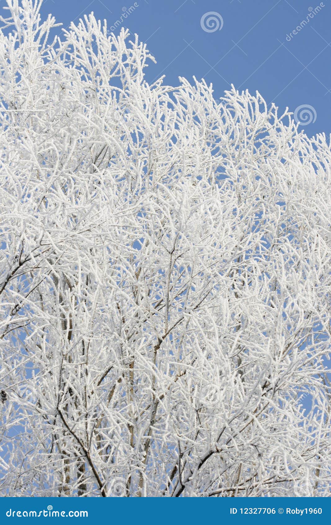 Ice and Trees stock photo. Image of snowy, nature, snow - 12327706