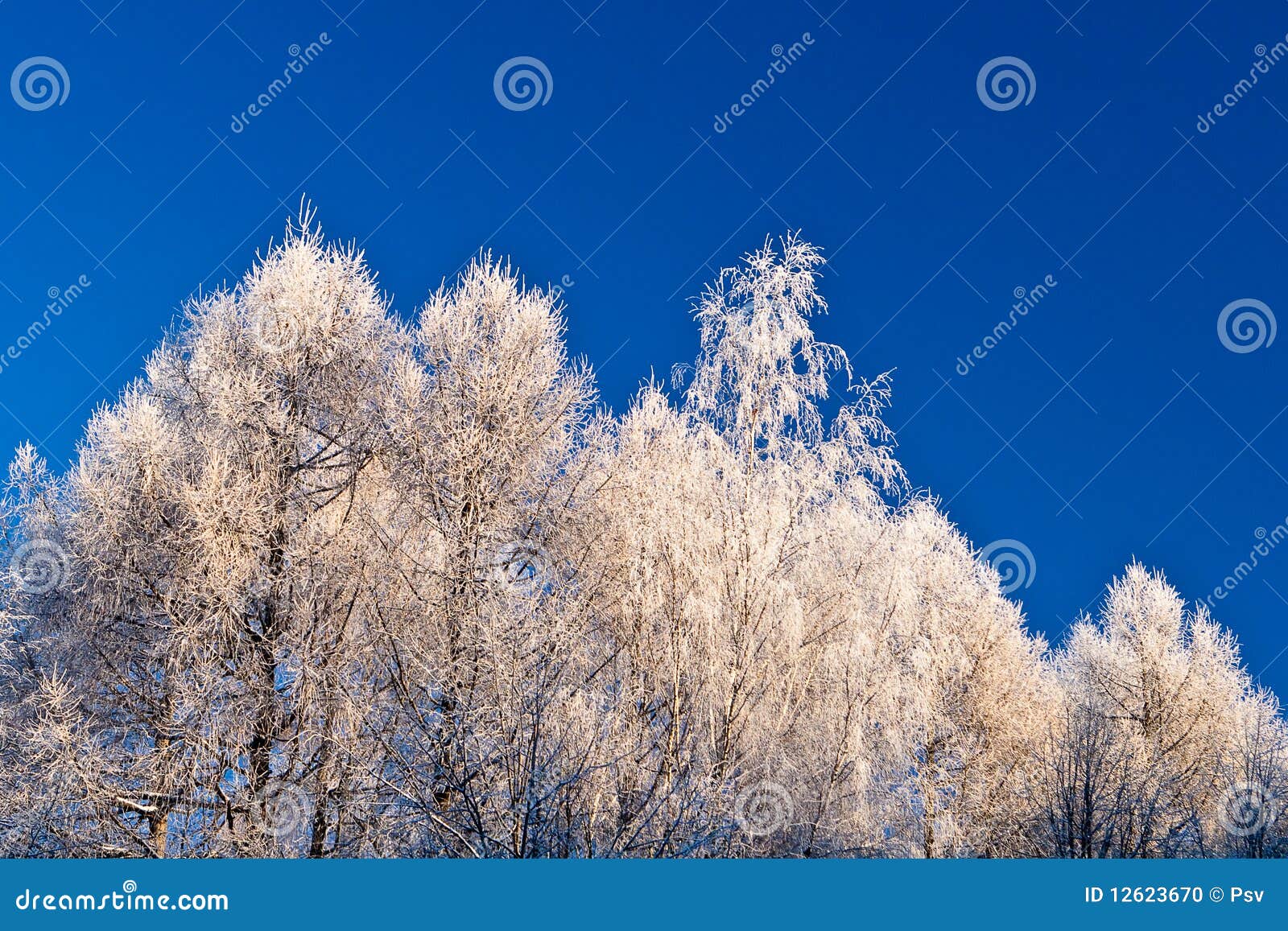 Ice trees stock photo. Image of north, rime, outdoors - 12623670