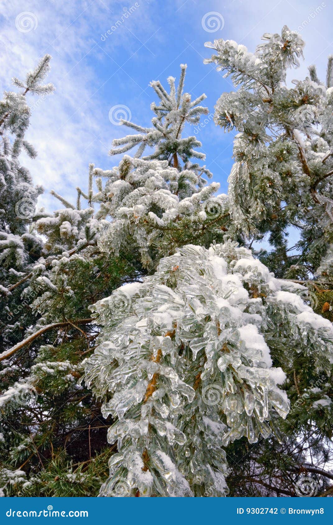 Ice on Trees stock photo. Image of blue, winter, trees - 9302742