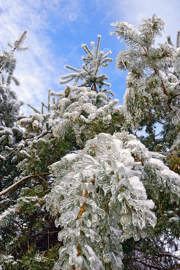 Ice on Trees stock photo. Image of blue, winter, trees - 9302742