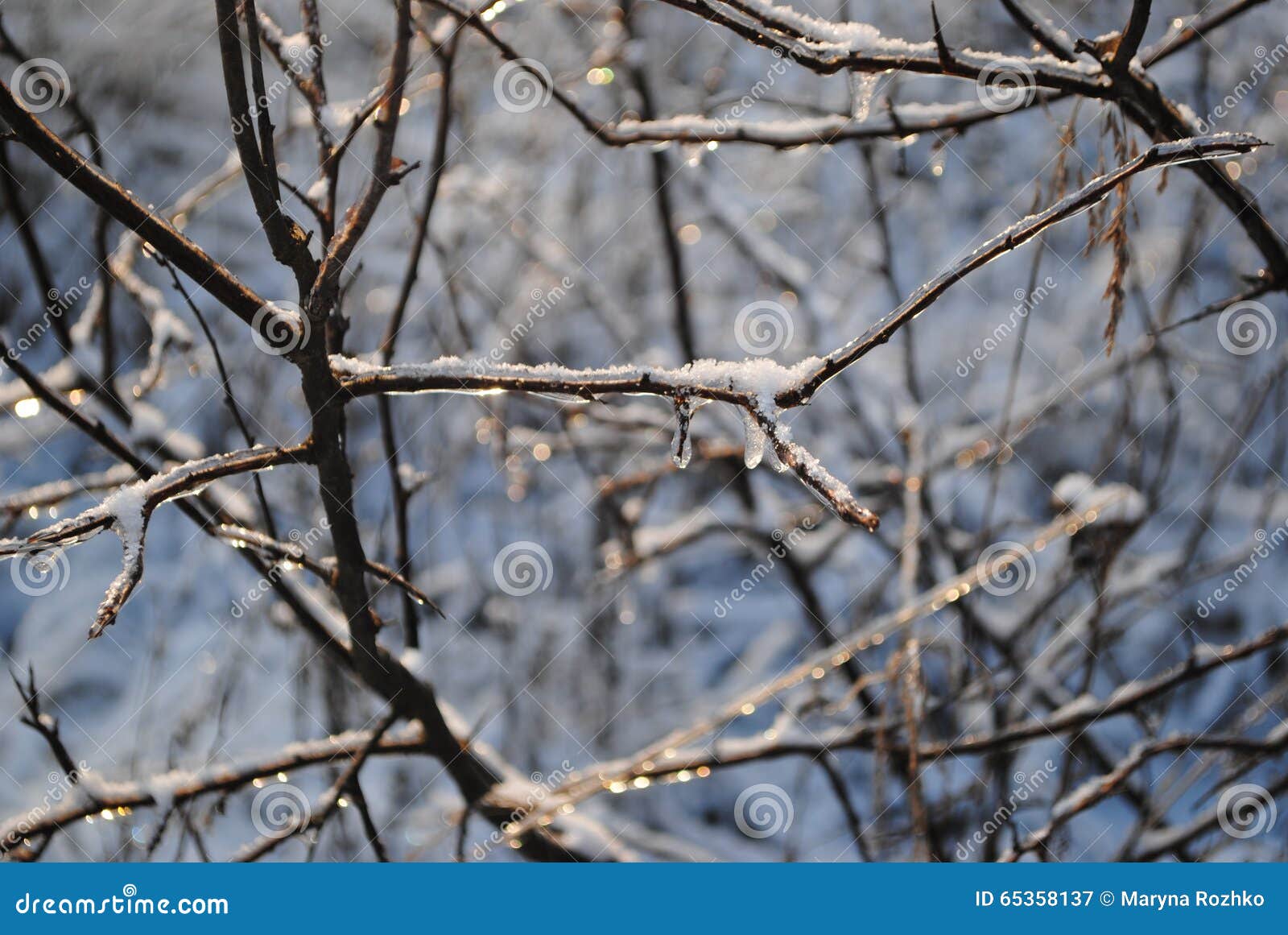 Ice on trees stock image. Image of forest, iceland, water - 65358137