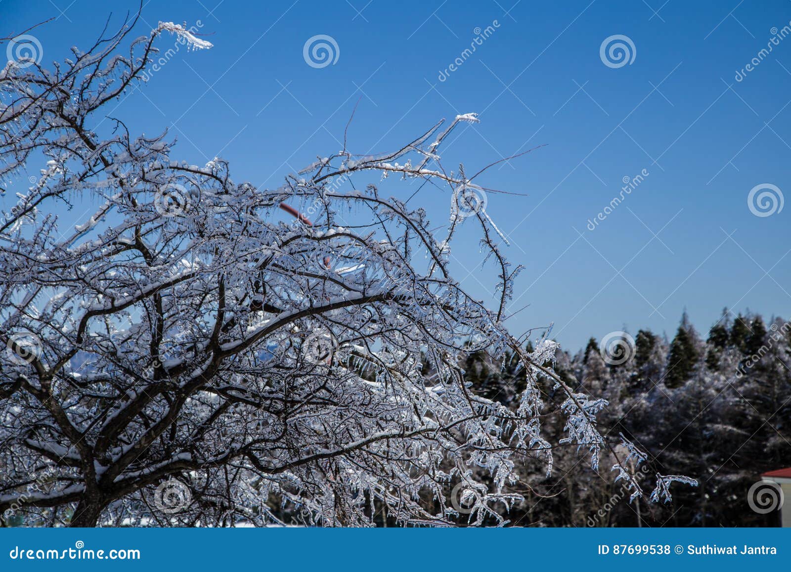 Ice trees stock photo. Image of forest, white, icicles - 87699538