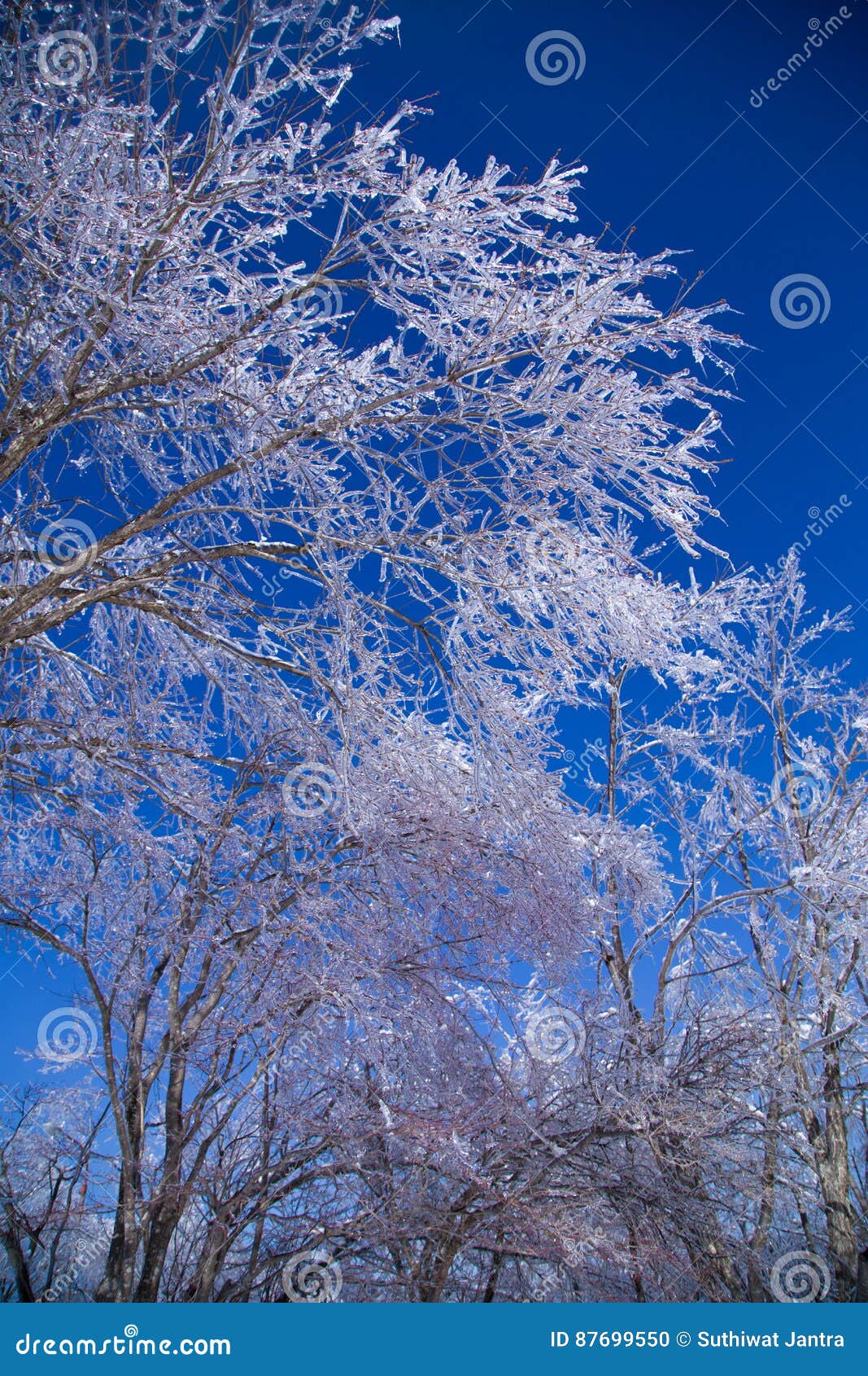 Ice trees 2 stock photo. Image of background, snowy, outdoor - 87699550