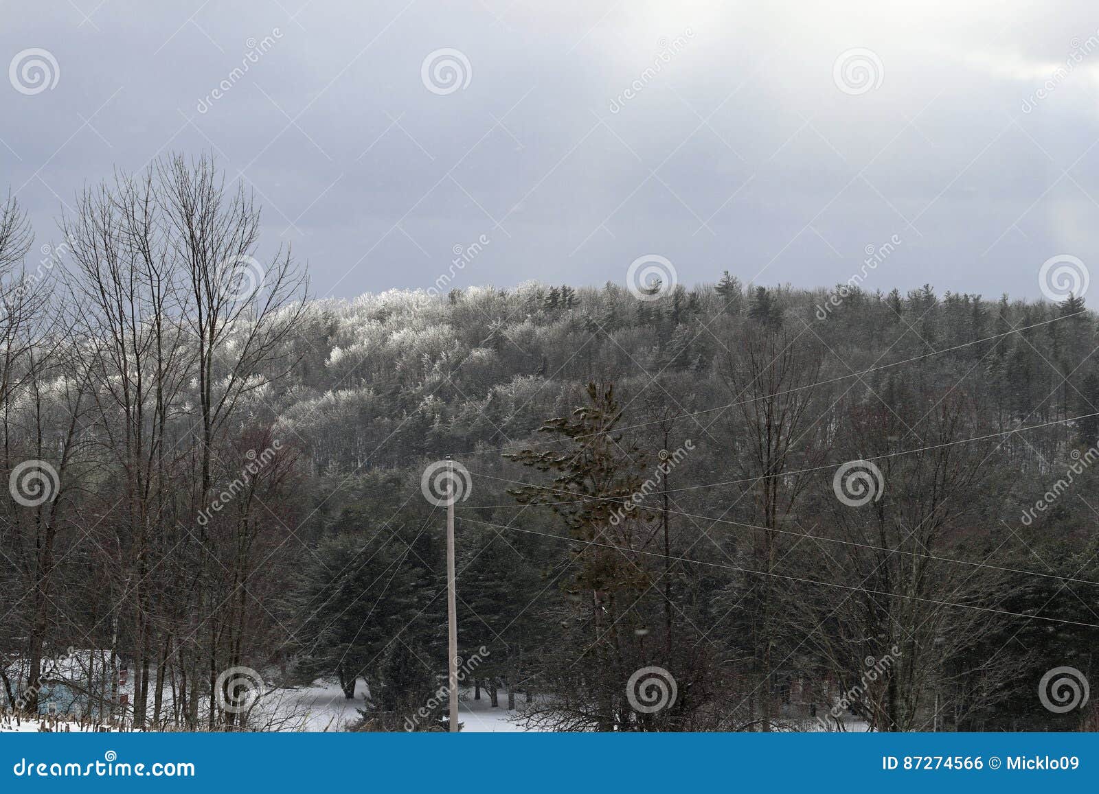 Ice on the trees stock photo. Image of covered, limbs - 87274566