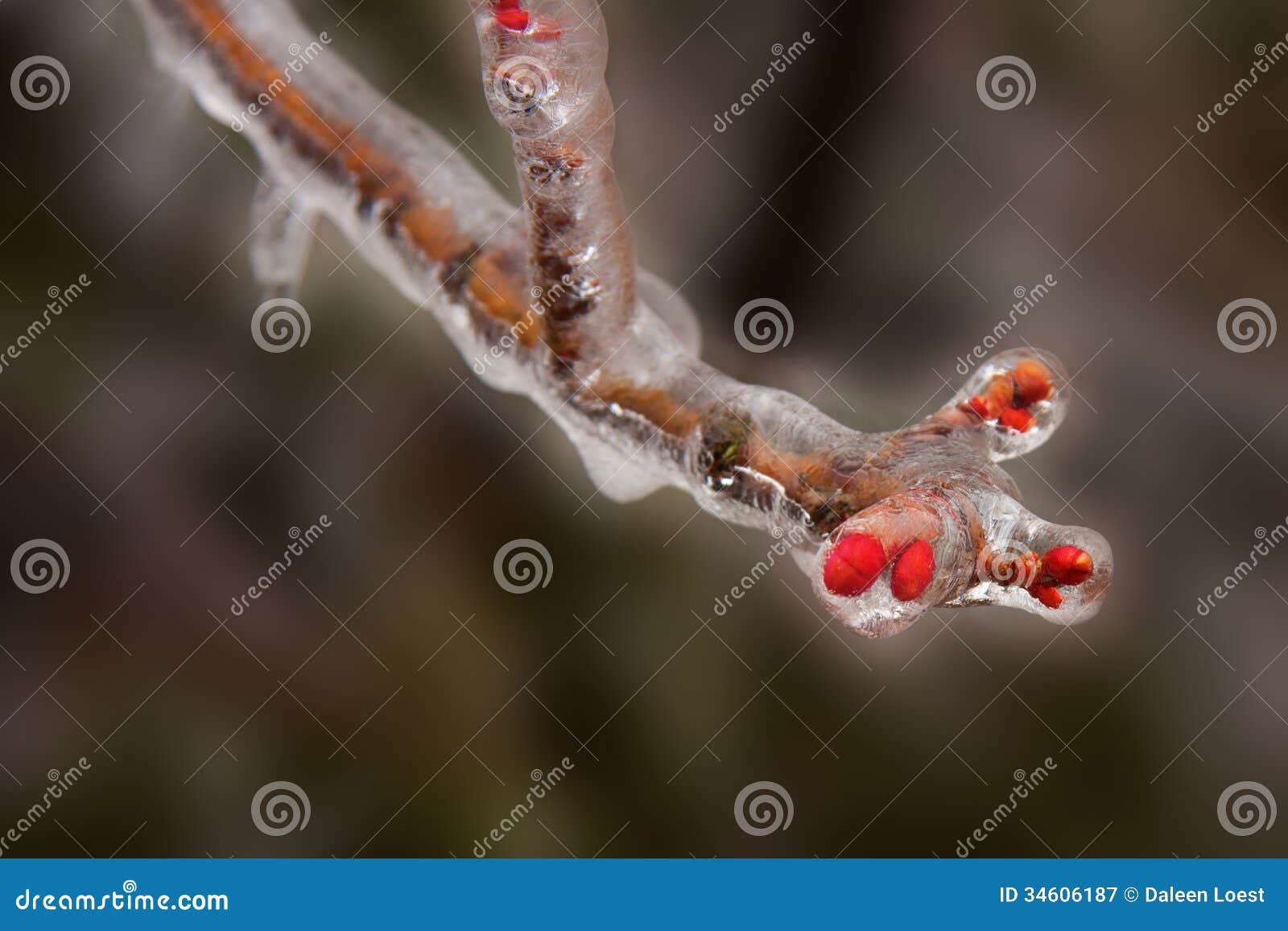 Ice twig stock image. Image of limb, crystal, background - 34606187