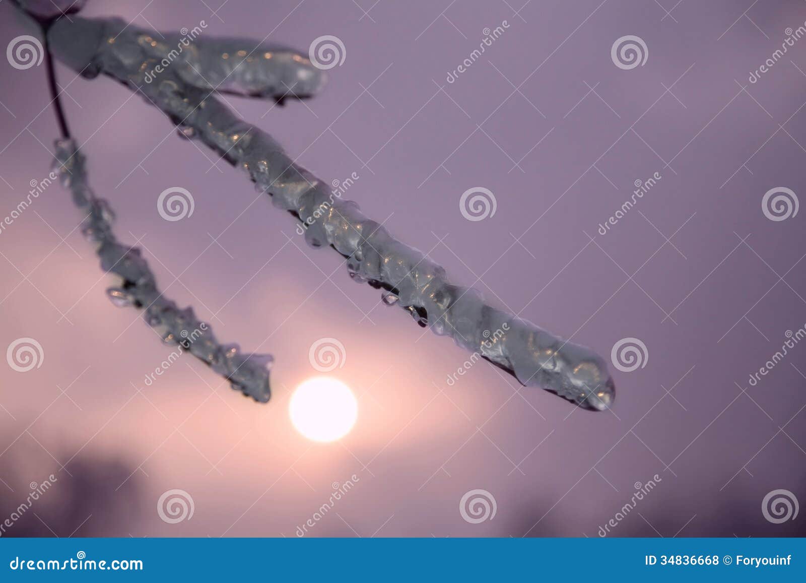 Ice on twig of tree stock photo. Image of twig, pattern - 34836668