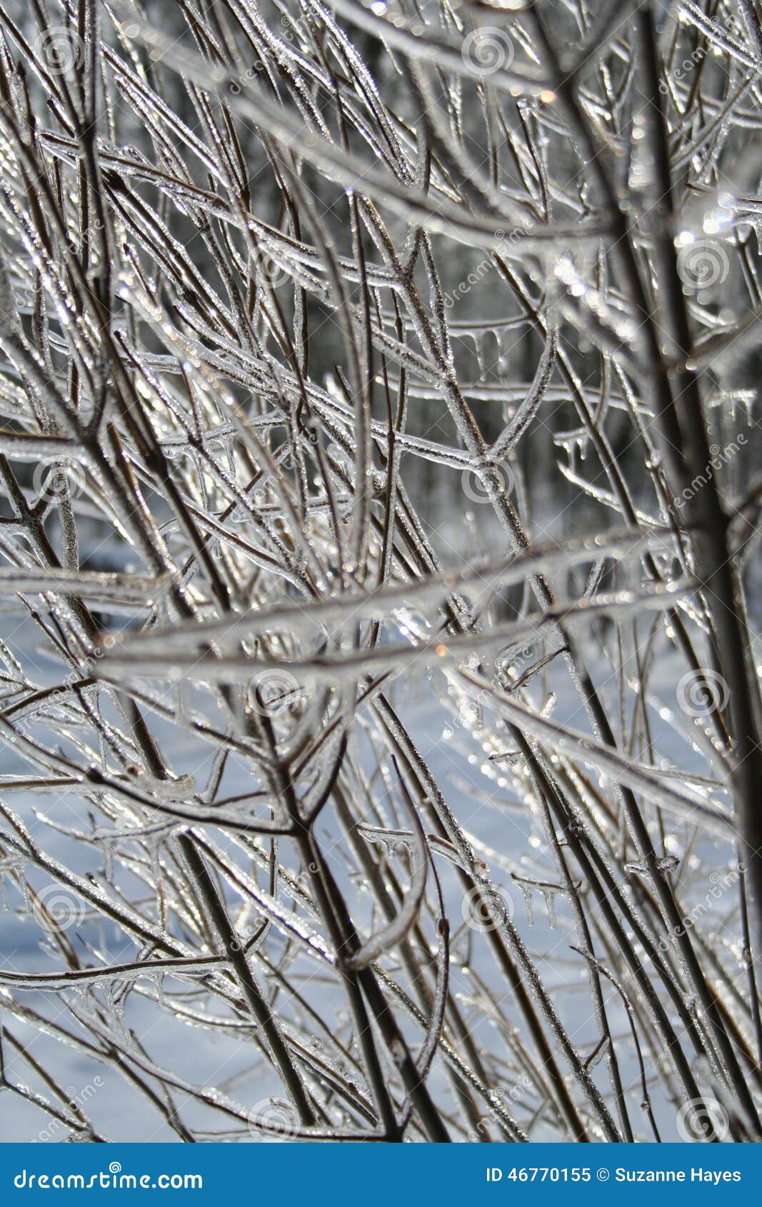 Ice Twigs stock image. Image of vertical, branches, view - 46770155