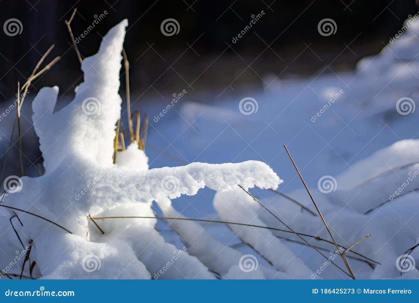 Ice on the vegetation stock image. Image of growth, beautiful - 186425273