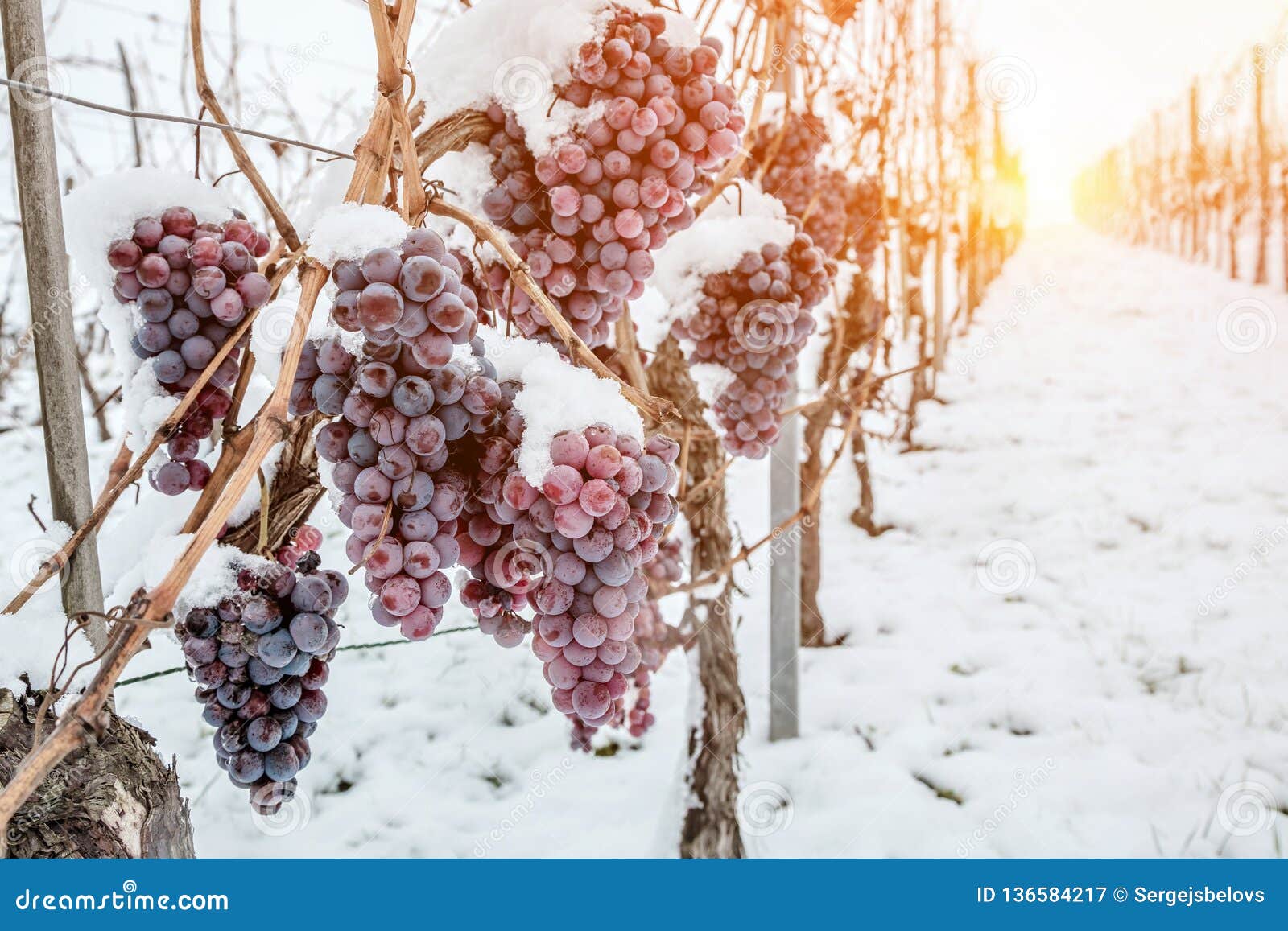 Ice Wine. Wine Red Grapes for Ice Wine in Winter Condition and Snow ...