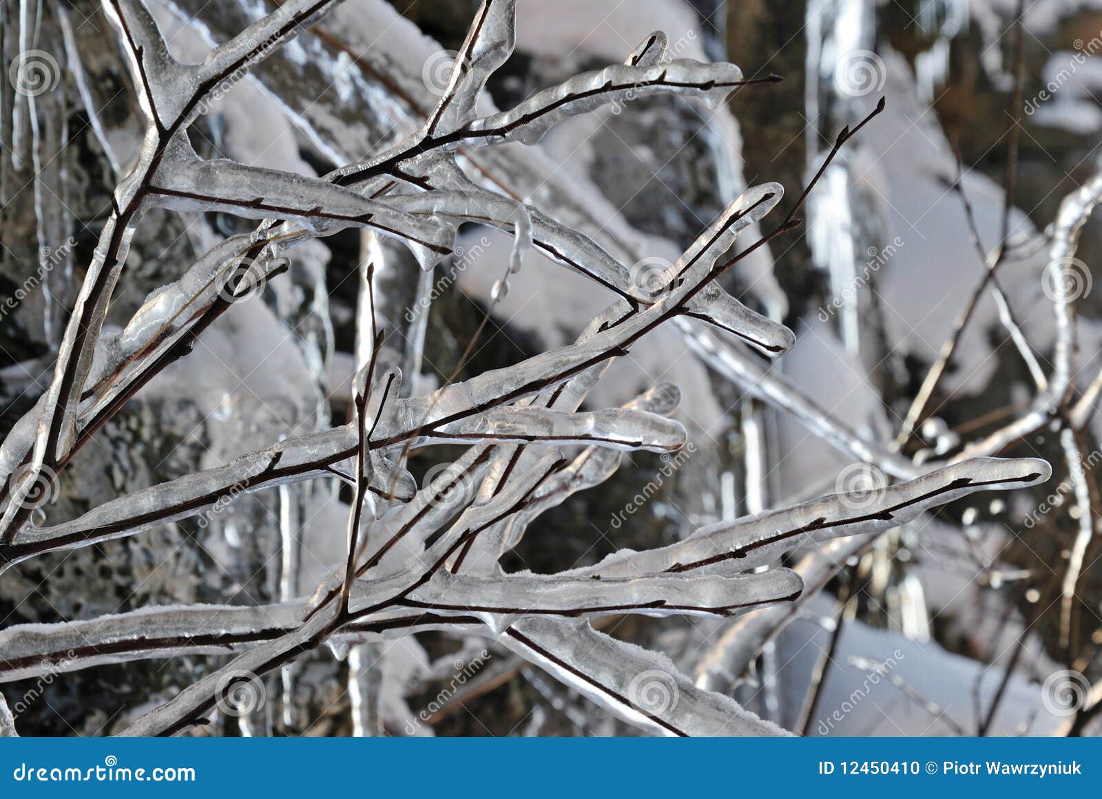 Ice on winter branches stock photo. Image of nature, winter - 12450410