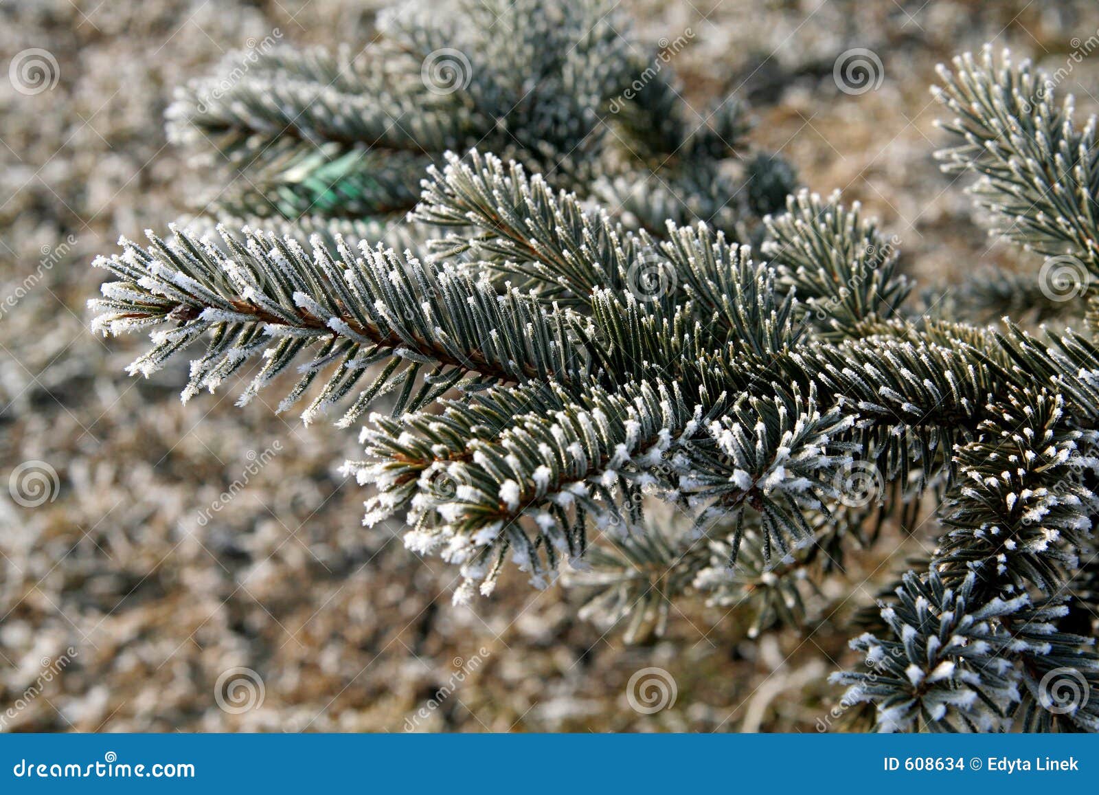Iced branch stock photo. Image of abstract, pine, filter - 608634