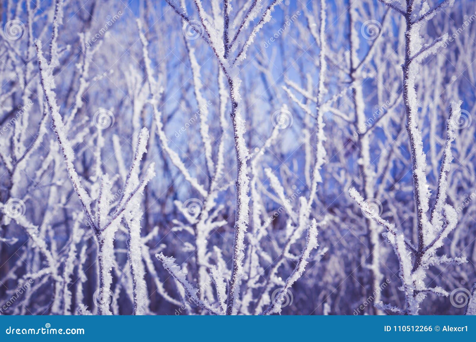 Iced branches of trees stock photo. Image of landscape - 110512266