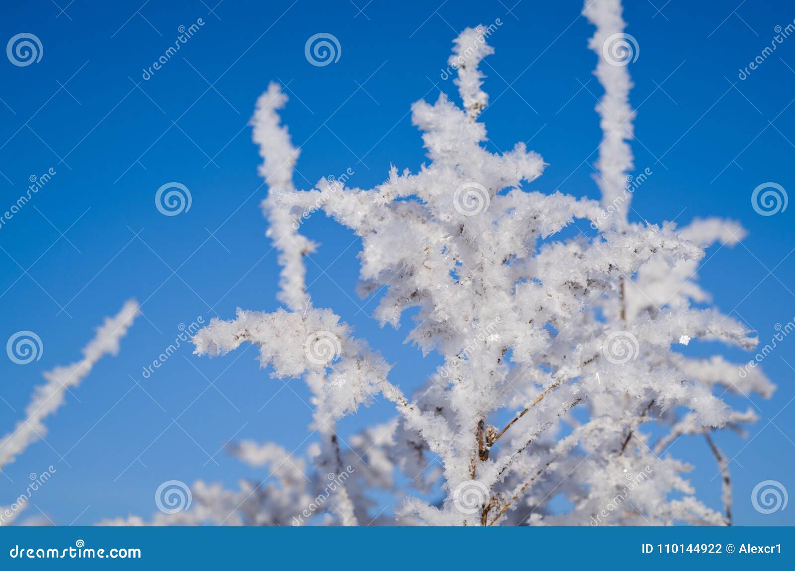 Iced branches of trees stock photo. Image of flakes - 110144922