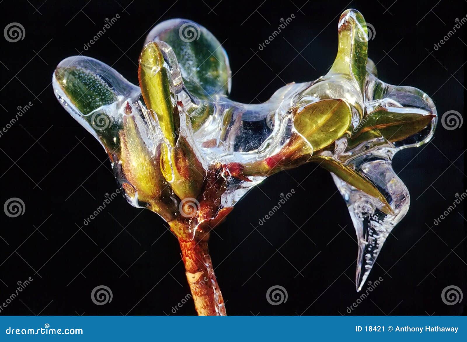 Iced bud stock image. Image of botanic, chilled, crystallised - 18421