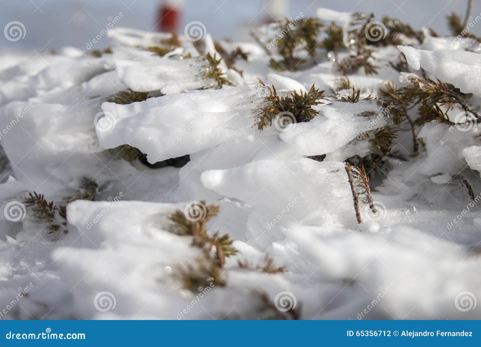 Iced Bush at Snowed Mountain Stock Photo - Image of cold, winter: 65356712