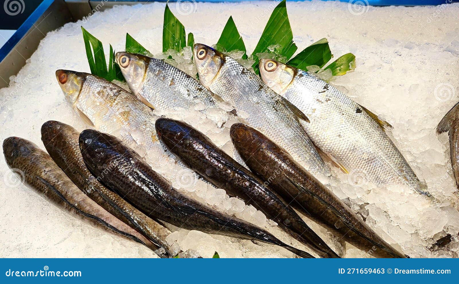 An Up View of Iced Fresh Small Silverish and Greyish Fish in a Small ...