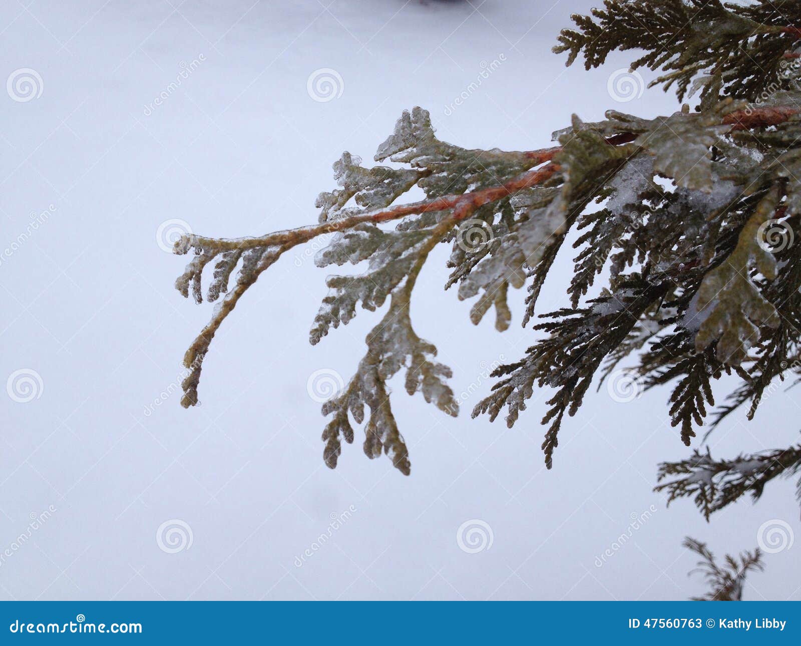Iced cedar bough stock image. Image of snow, pine, tree - 47560763