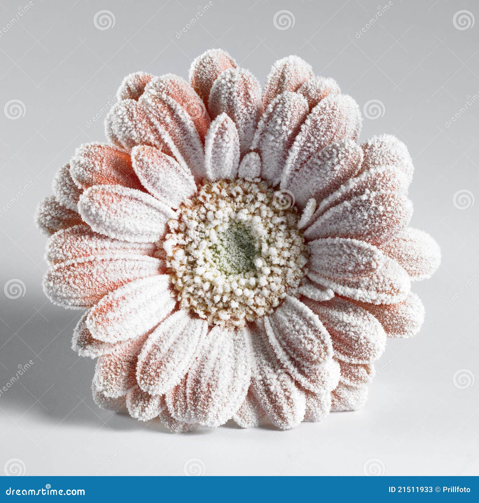 370 Gerbera Crop Stock Photos - Free & Royalty-Free Stock Photos from ...