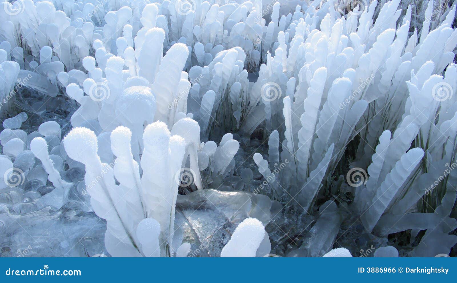 Iced grass stock photo. Image of hand, iced, cold, plate - 3886966