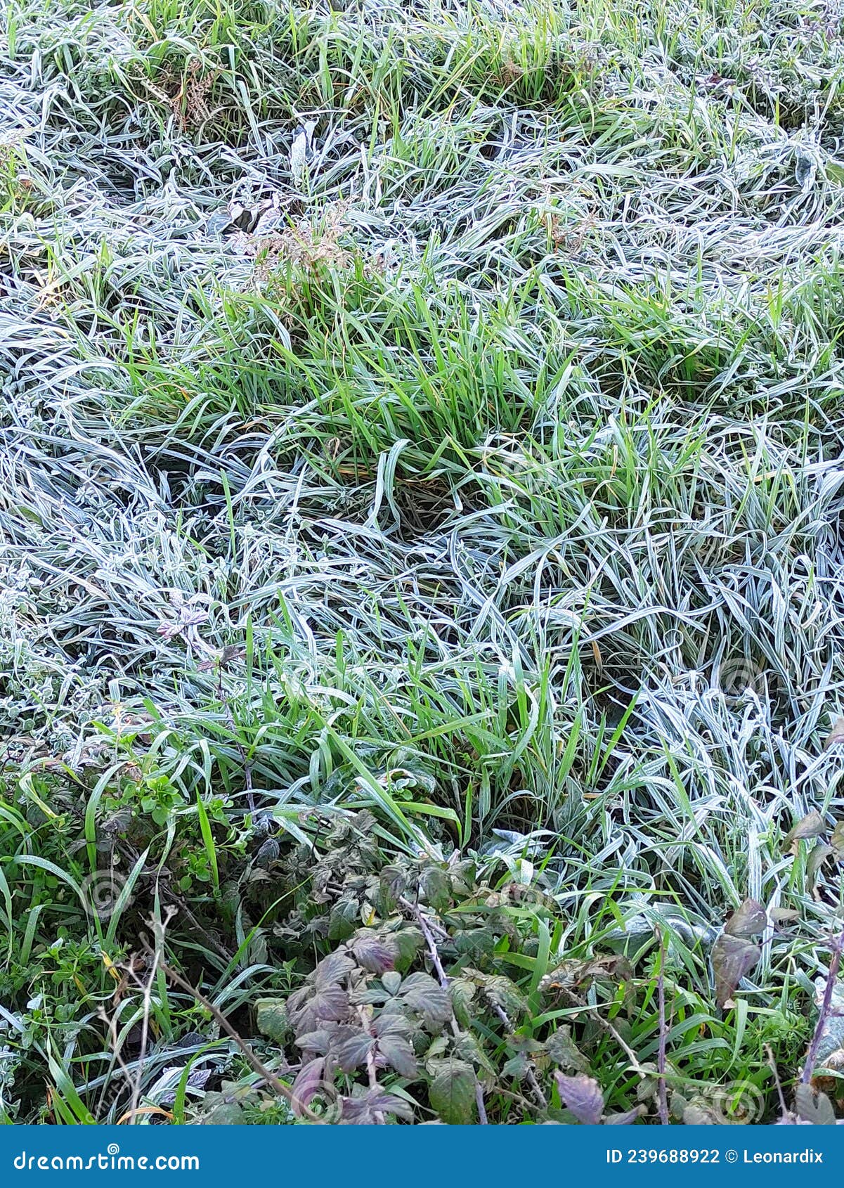Iced grass Frozen stock photo. Image of produce, green - 239688922