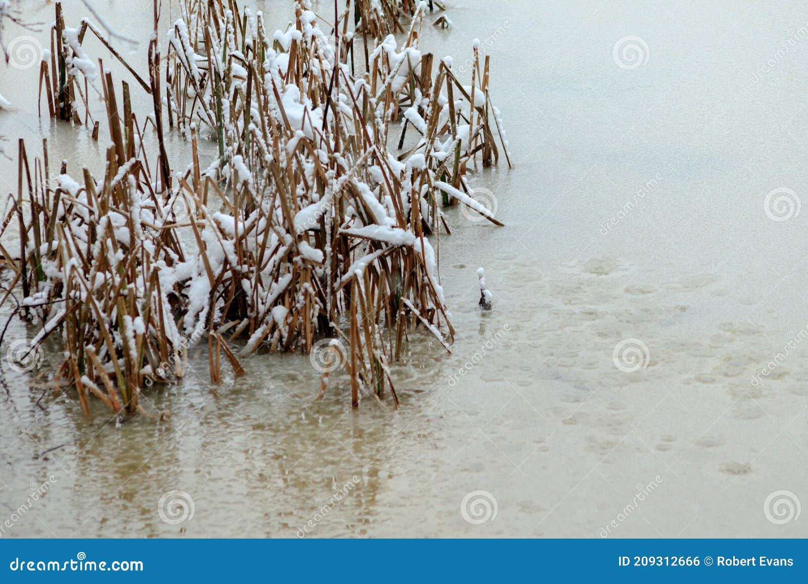 Iced over pond stock photo. Image of freezing, beauty - 209312666