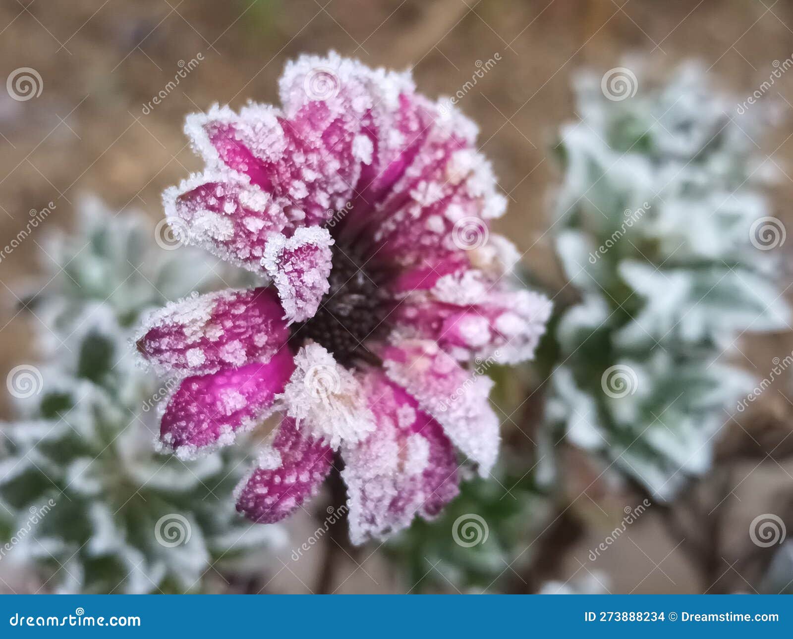 Iced pink daisy stock photo. Image of produce, leaf - 273888234