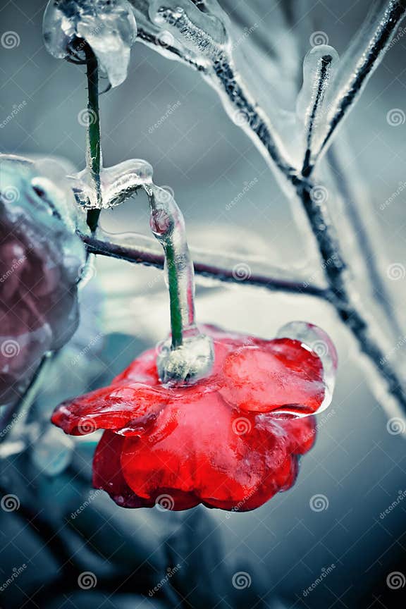 Iced rose stock photo. Image of branches, iced, rose - 18481730