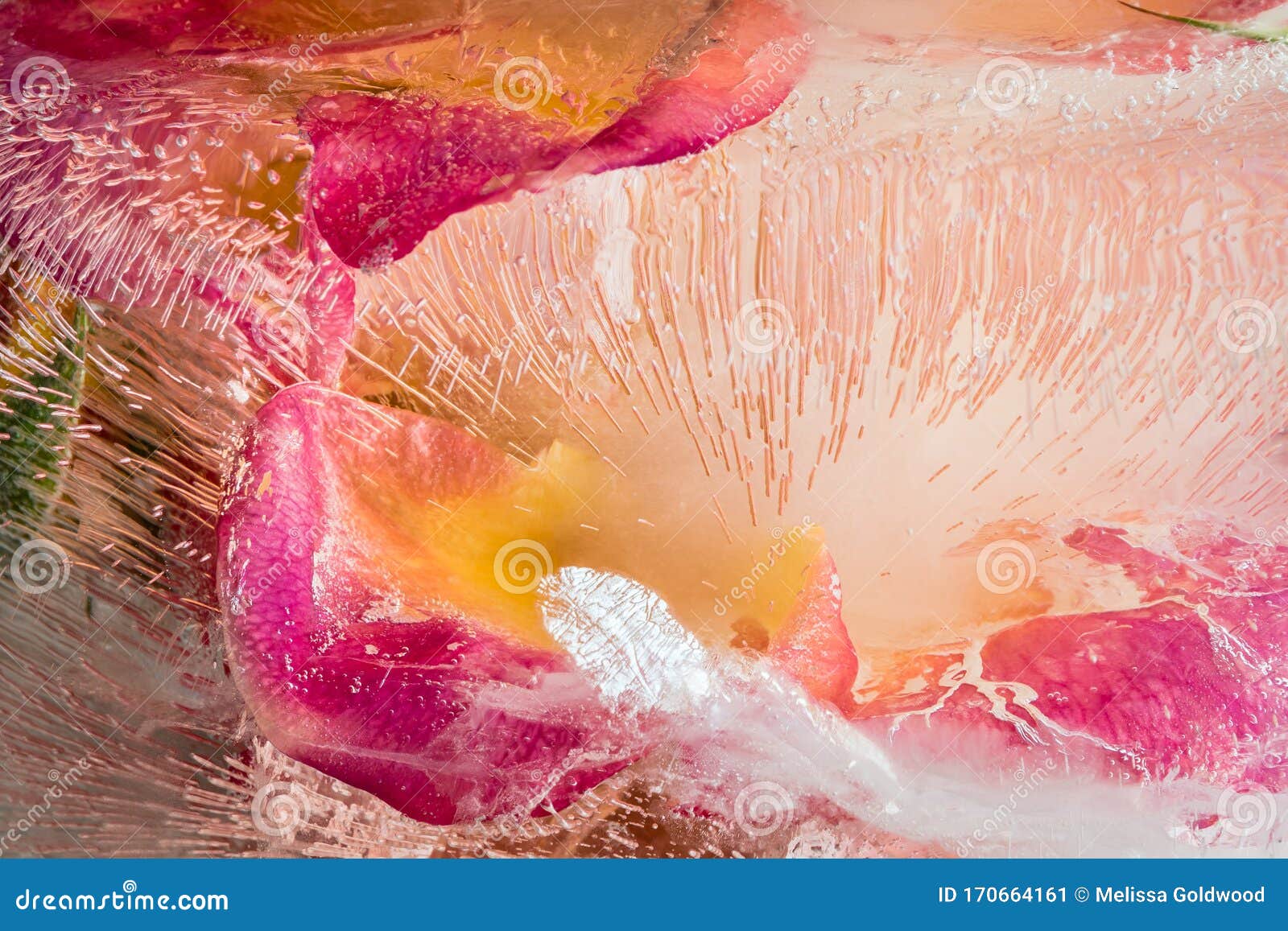 Iced Rose stock image. Image of abstract, oxygen, nature - 170664161