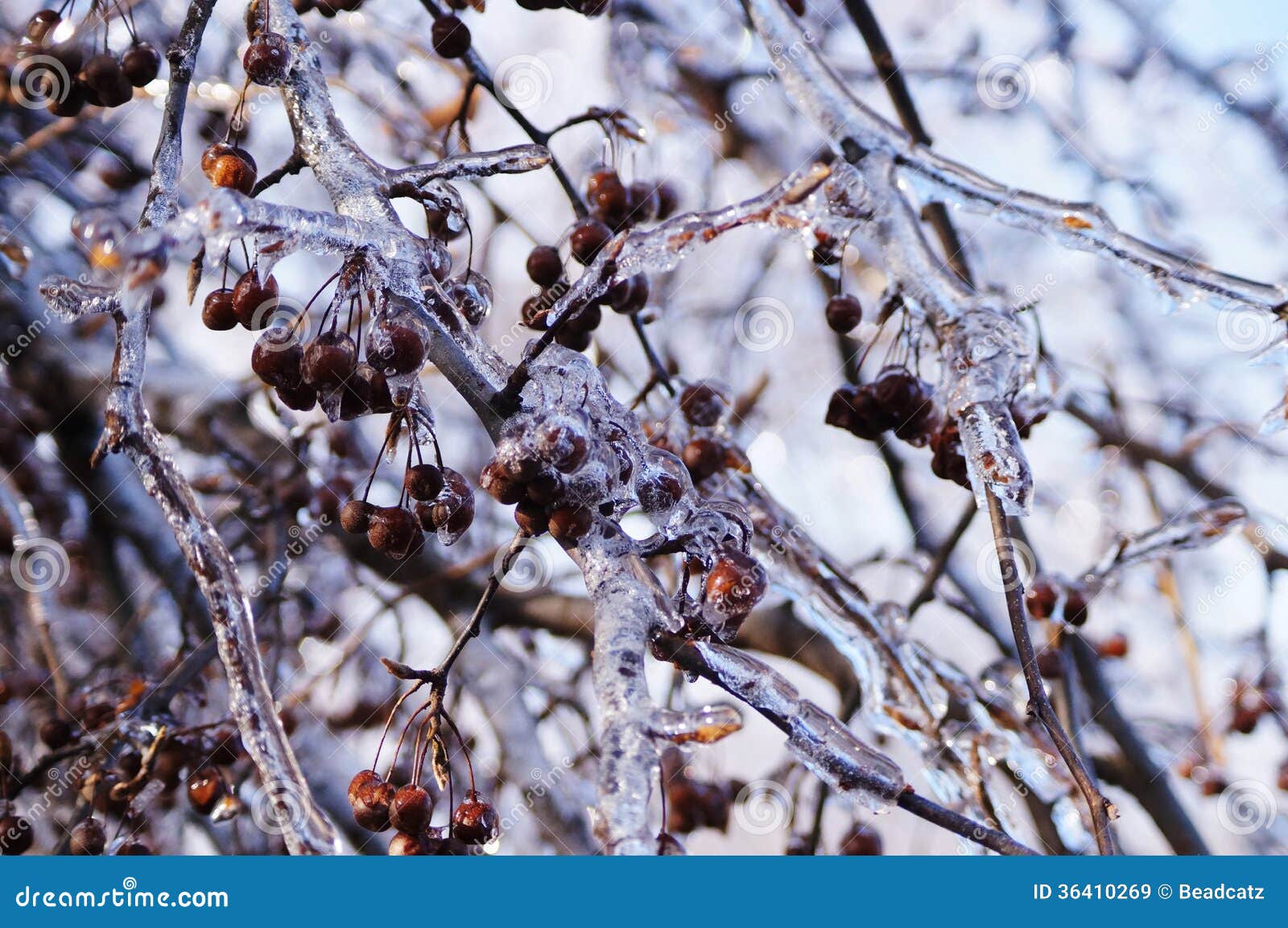 Iced Tree 3 stock image. Image of coats, tree, power - 36410269