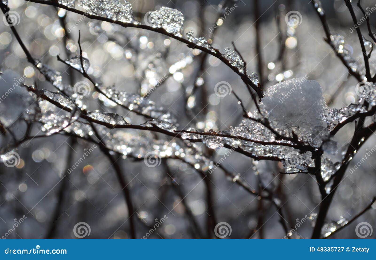 Iced tree stock image. Image of frozen, bent, backgrounds - 48335727