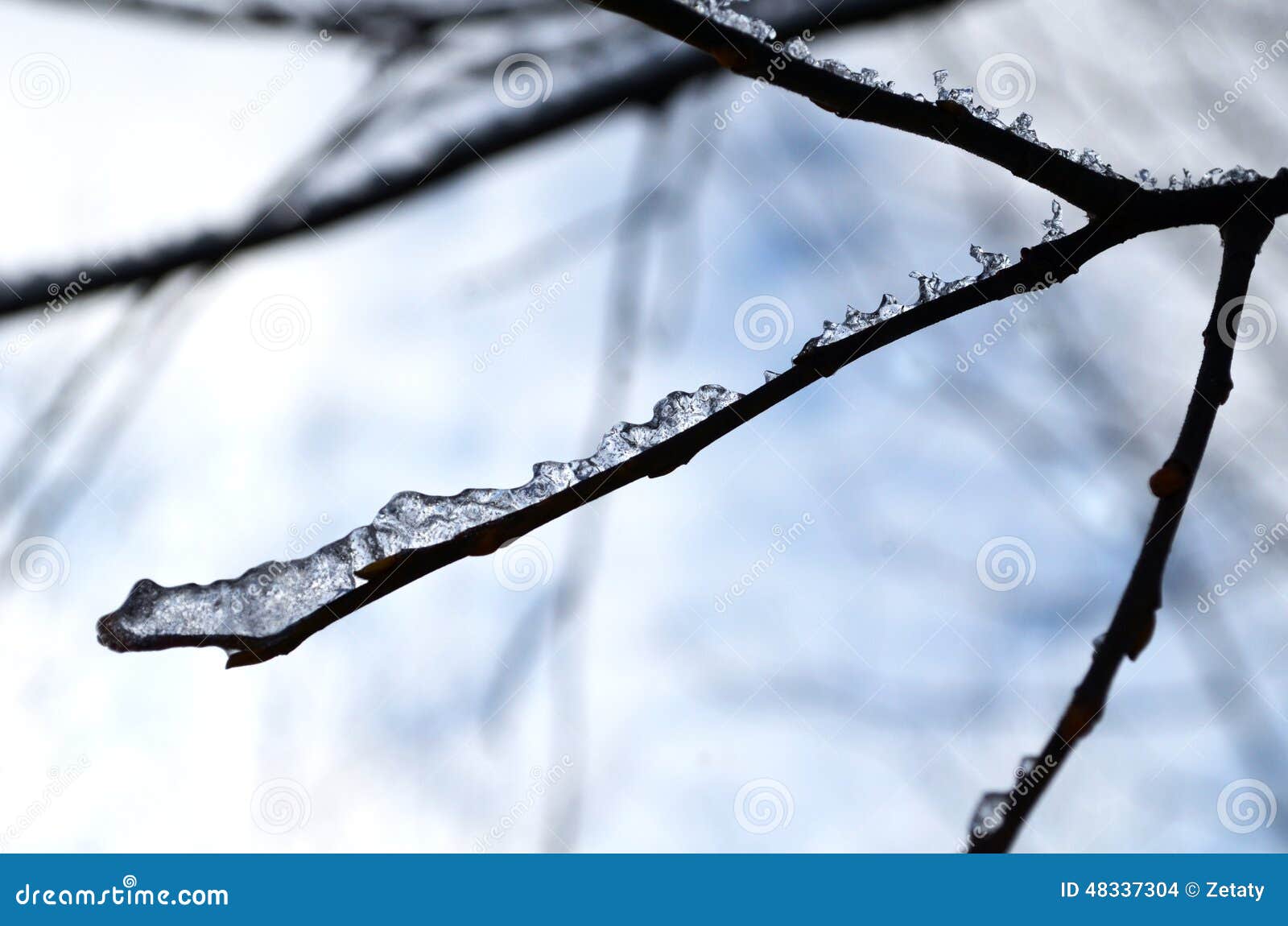 Iced tree stock photo. Image of coldness, branch, home - 48337304