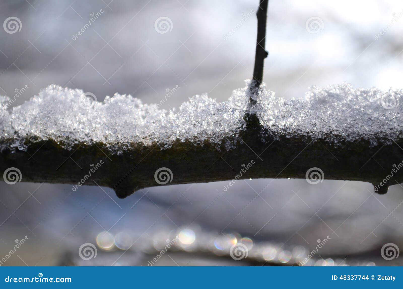 Iced tree stock photo. Image of coldness, iced, fall - 48337744