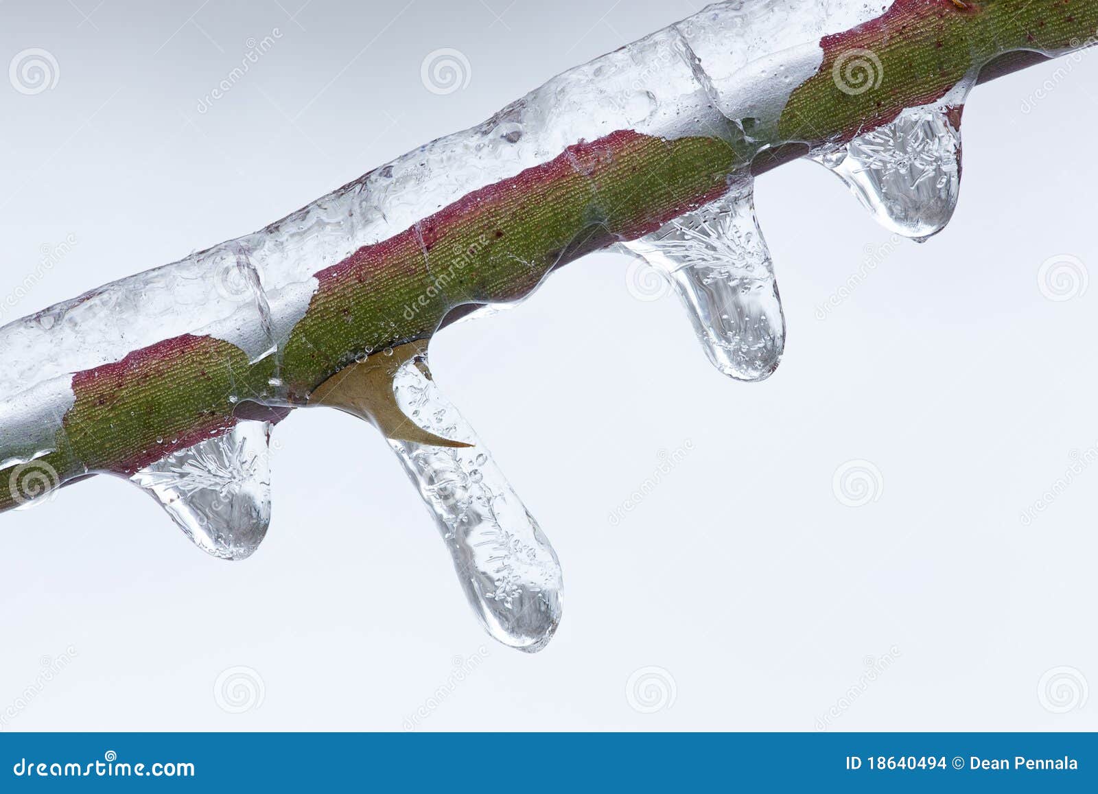 Iced Twig stock photo. Image of close, texture, twig - 18640494