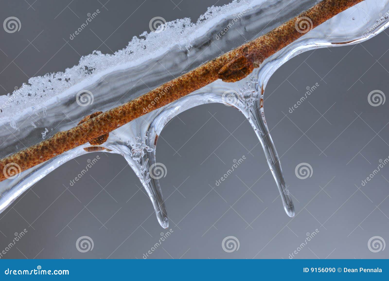 Iced Twig stock photo. Image of natural, winter, freezing - 9156090