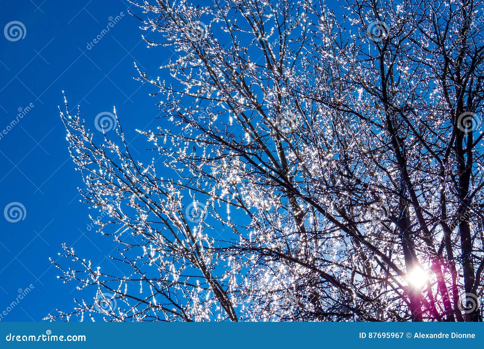 Iced Winter Tree stock image. Image of scenic, blue, december - 87695967