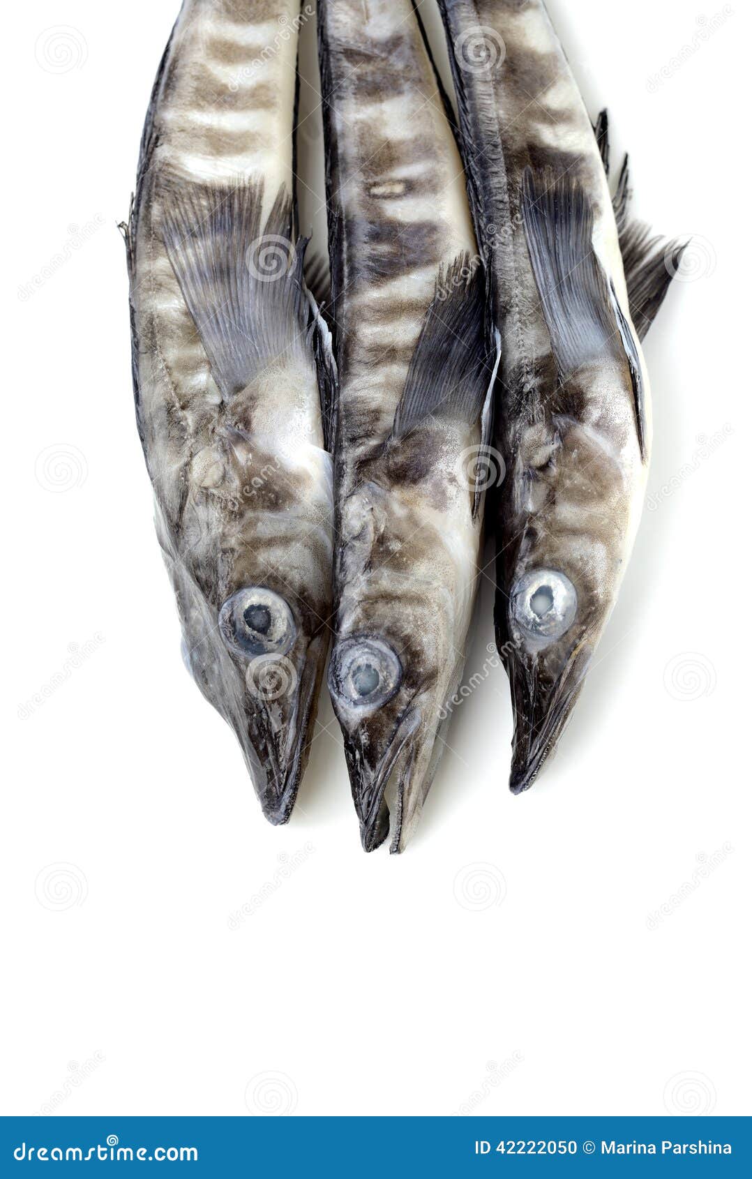 Icefish stock photo. Image of fishing, healthy, macro - 42222050