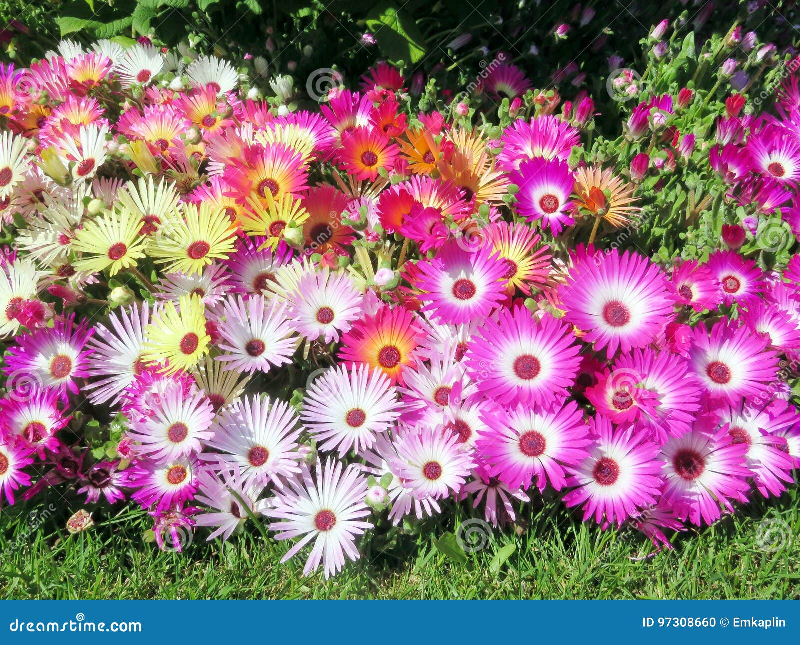 Iceland Carpet of Daisy 2017 Stock Photo - Image of natural, orange ...
