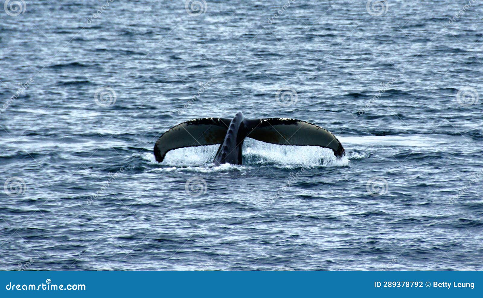 Humpback Whale Flipping Up Its Tails in the Ocean in Iceland Stock ...
