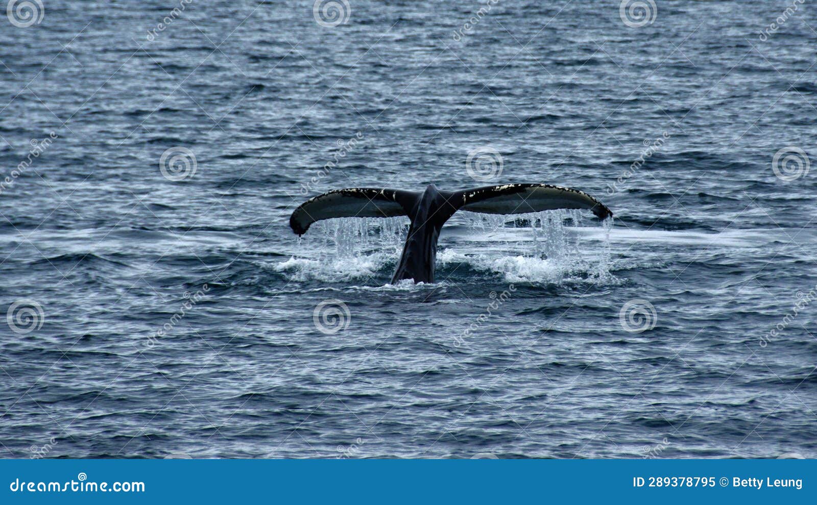 Humpback Whale Flipping Up Its Tails in the Ocean in Iceland Stock ...