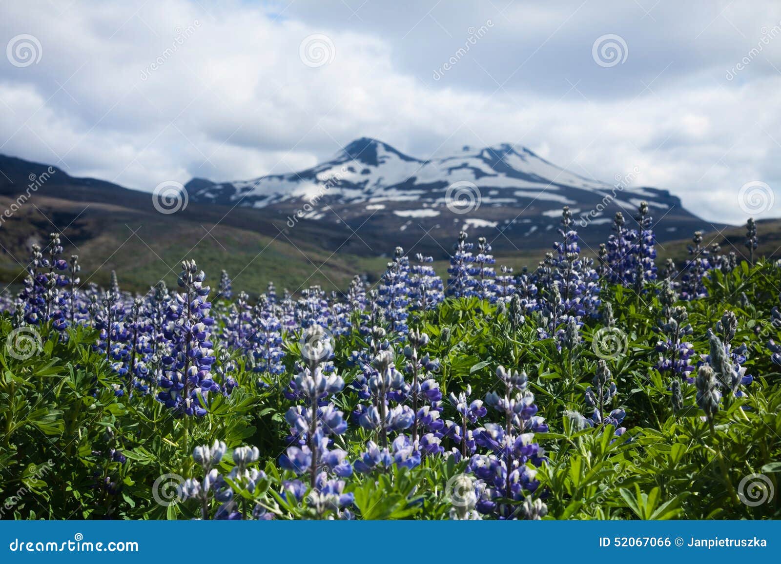 Iceland Flowers, Bright Colorful Vivid Theme Stock Photo - Image of ...