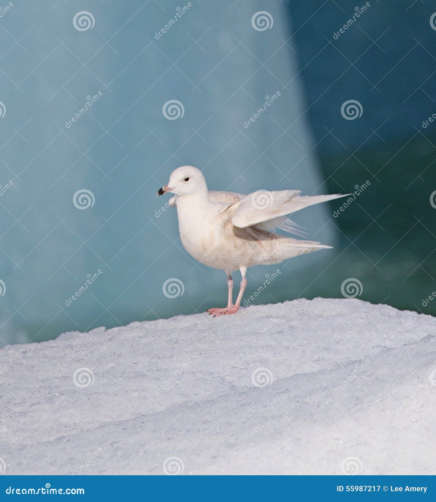 Iceland Gull stock image. Image of life, arctic, glacier - 55987217