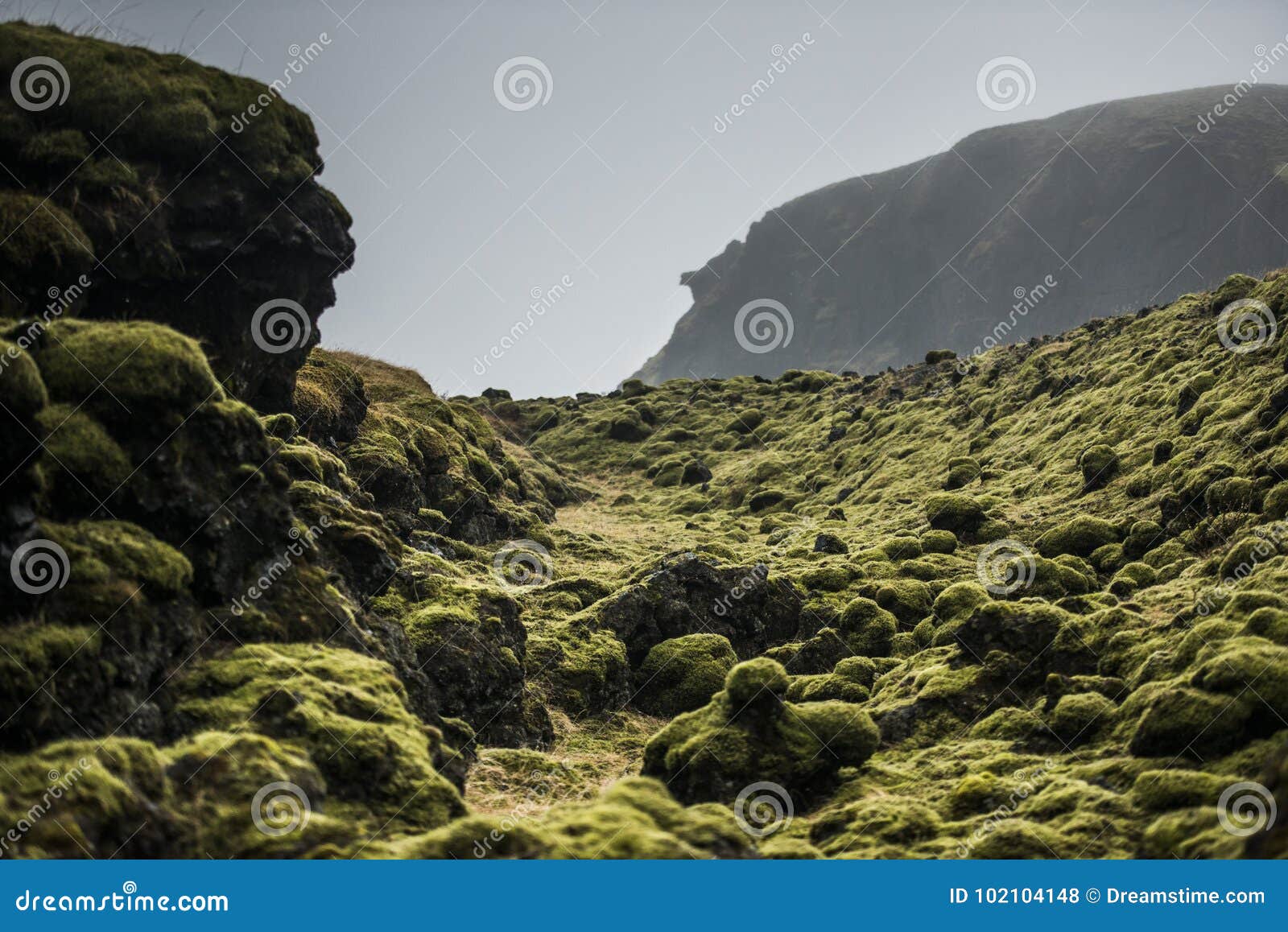 Mossy Lava Rocks, Iceland stock photo. Image of outdoor - 102104148