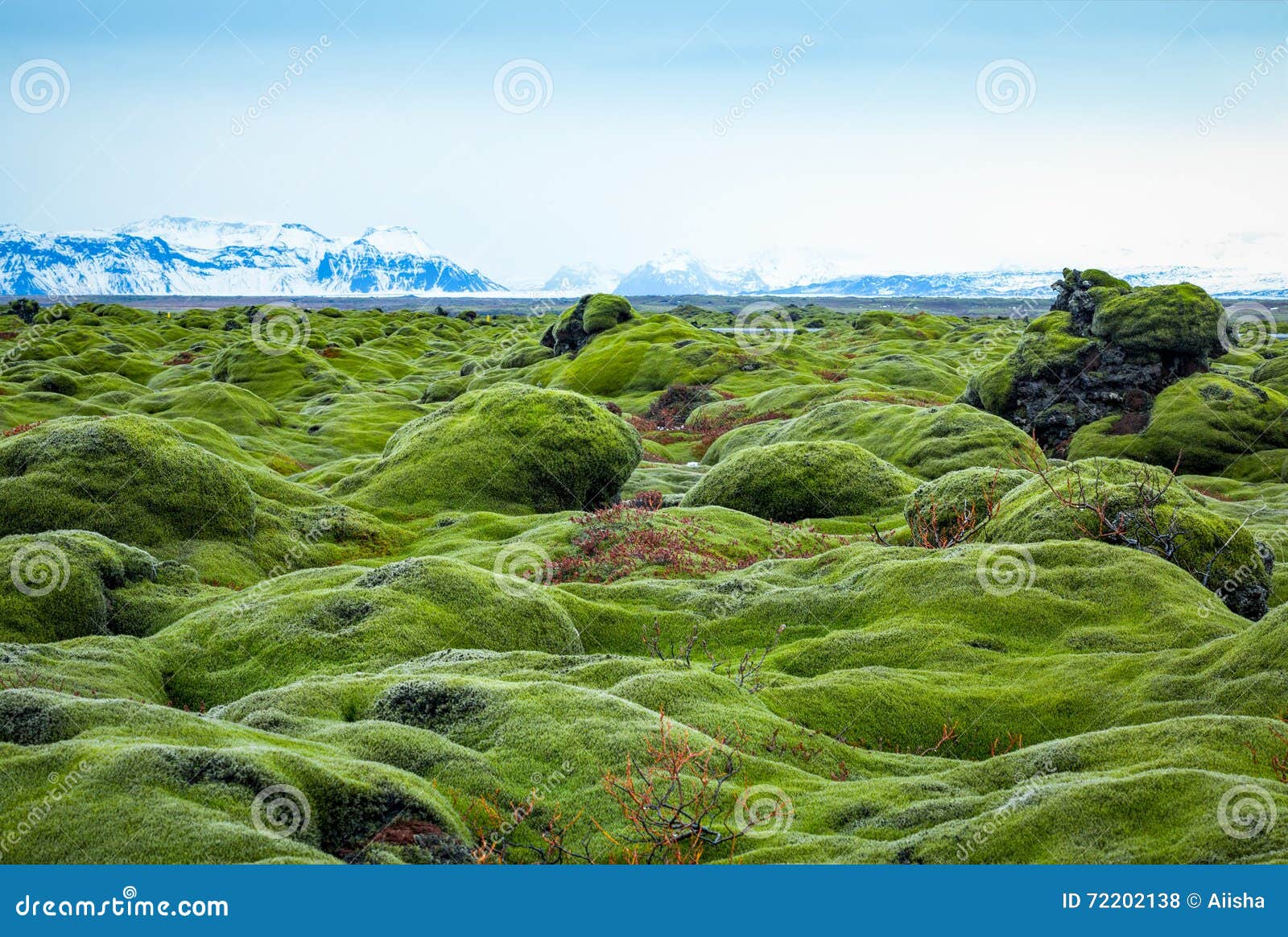 Iceland Lava Field stock photo. Image of natural, moss - 72202138