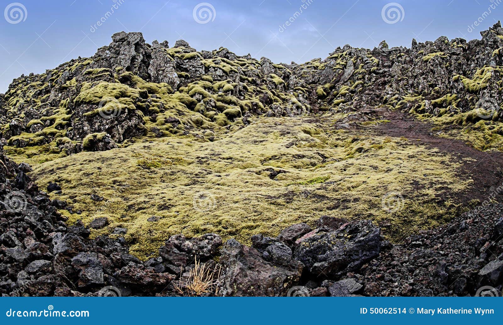 Iceland Lava field stock photo. Image of though, iceland - 50062514