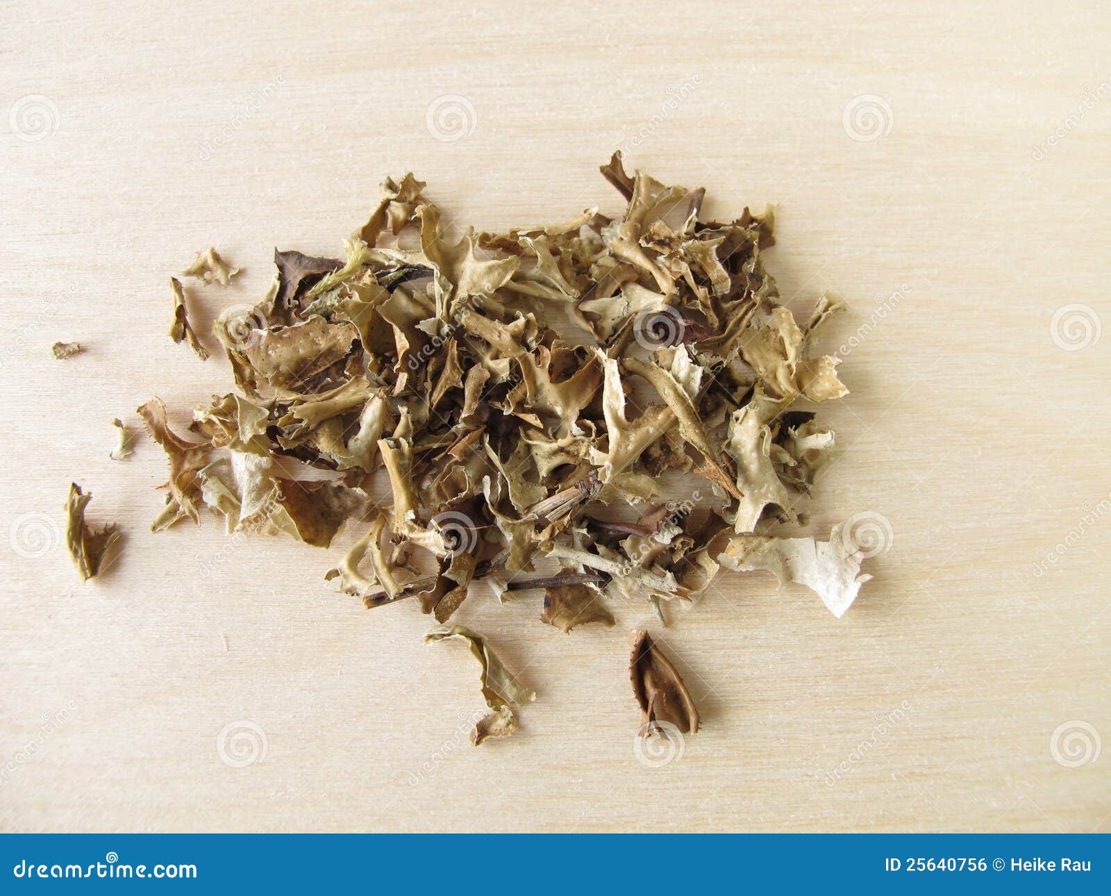 Iceland Moss, Lichen Islandicus Stock Photo - Image of iceland, lichen ...