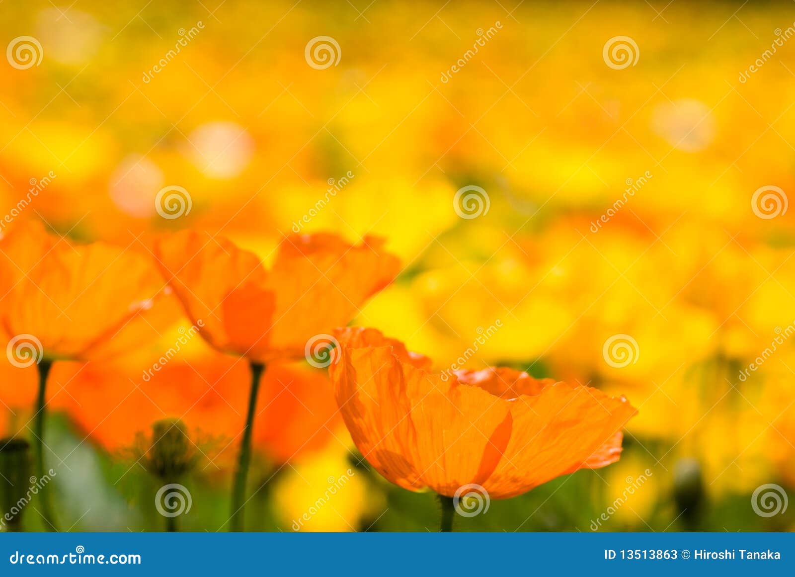 Iceland poppy field stock image. Image of plants, petal - 13513863
