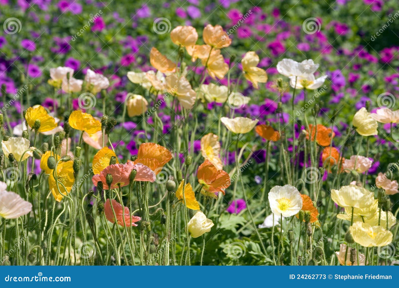 Iceland Poppy flowers stock image. Image of garden, cheerful - 24262773