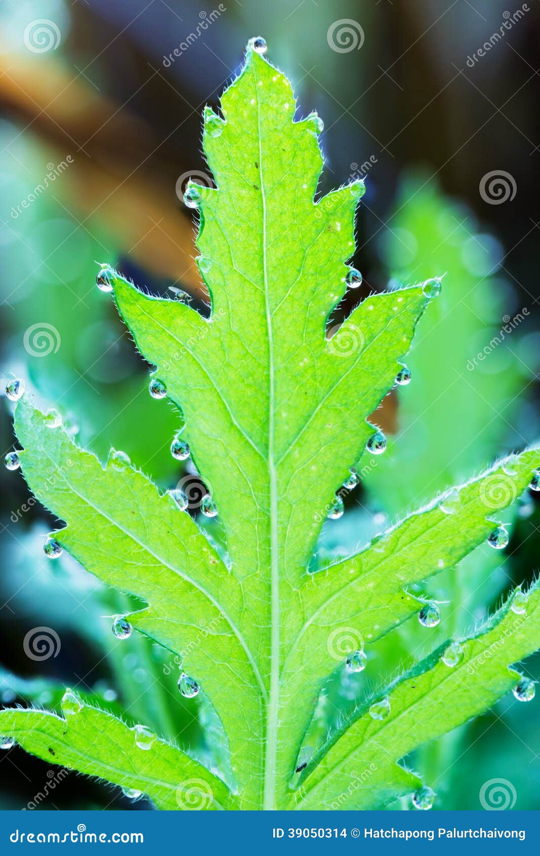 Iceland Poppy leaf stock photo. Image of closeup, freshness - 39050314