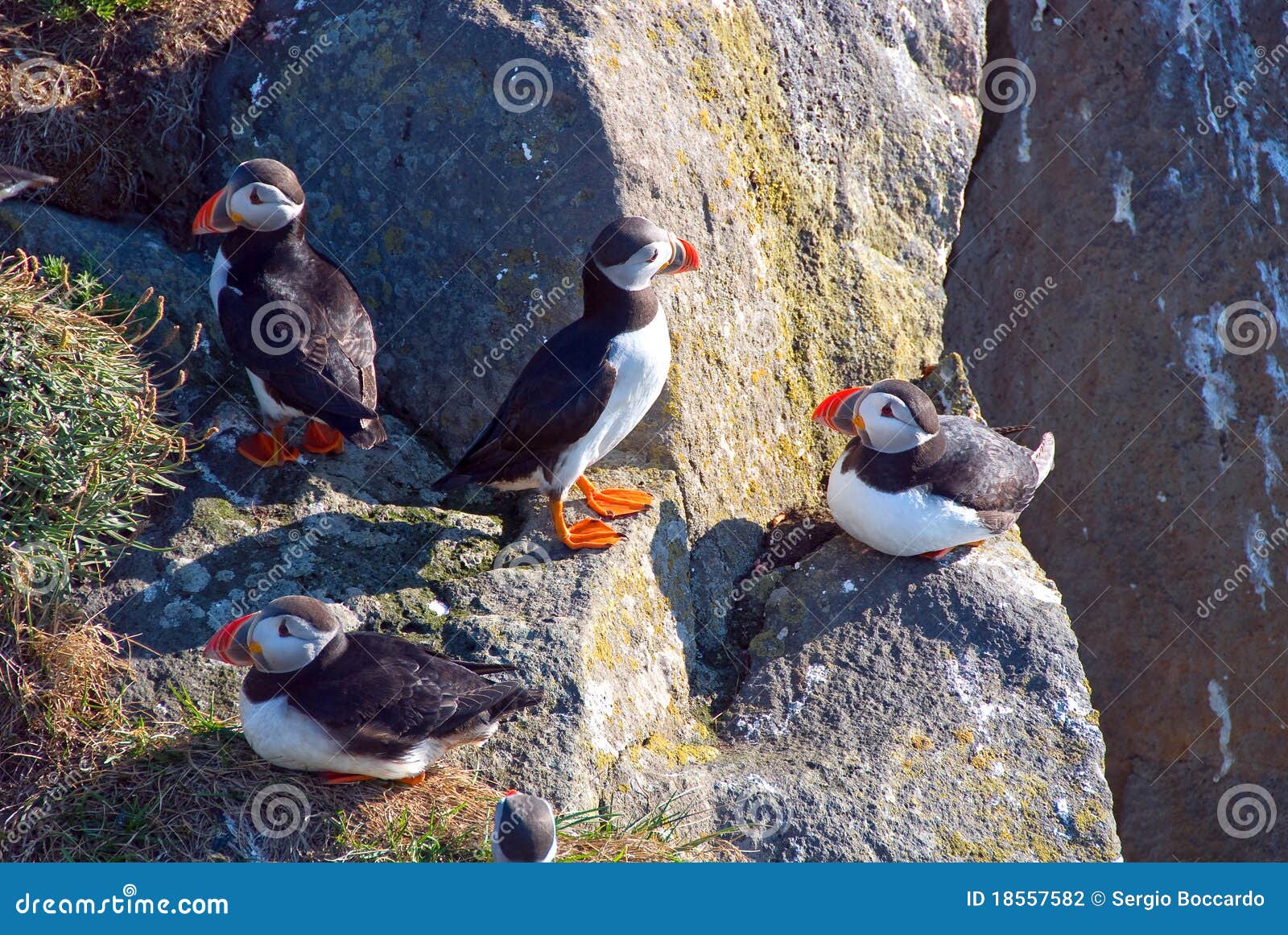 Iceland Puffins stock photo. Image of paradise, swim - 18557582